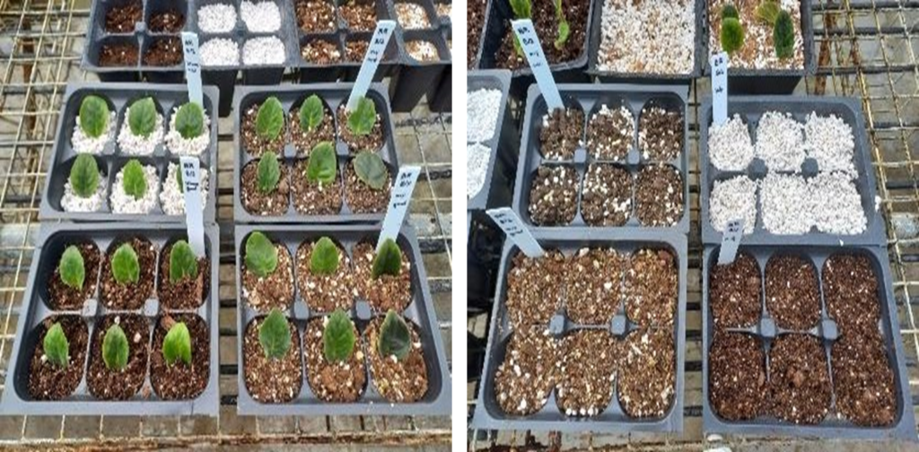 Media Comparison for Growing Leaf Cuttings: An In-Depth Guide